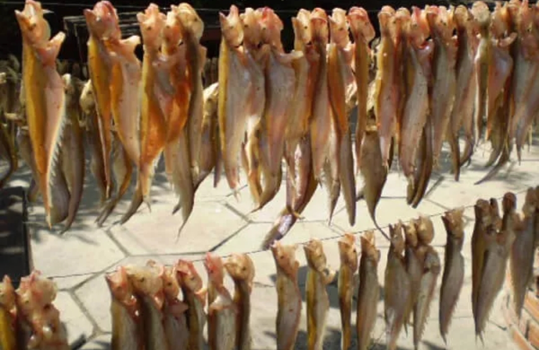 Khô Cá Trèn Bầu